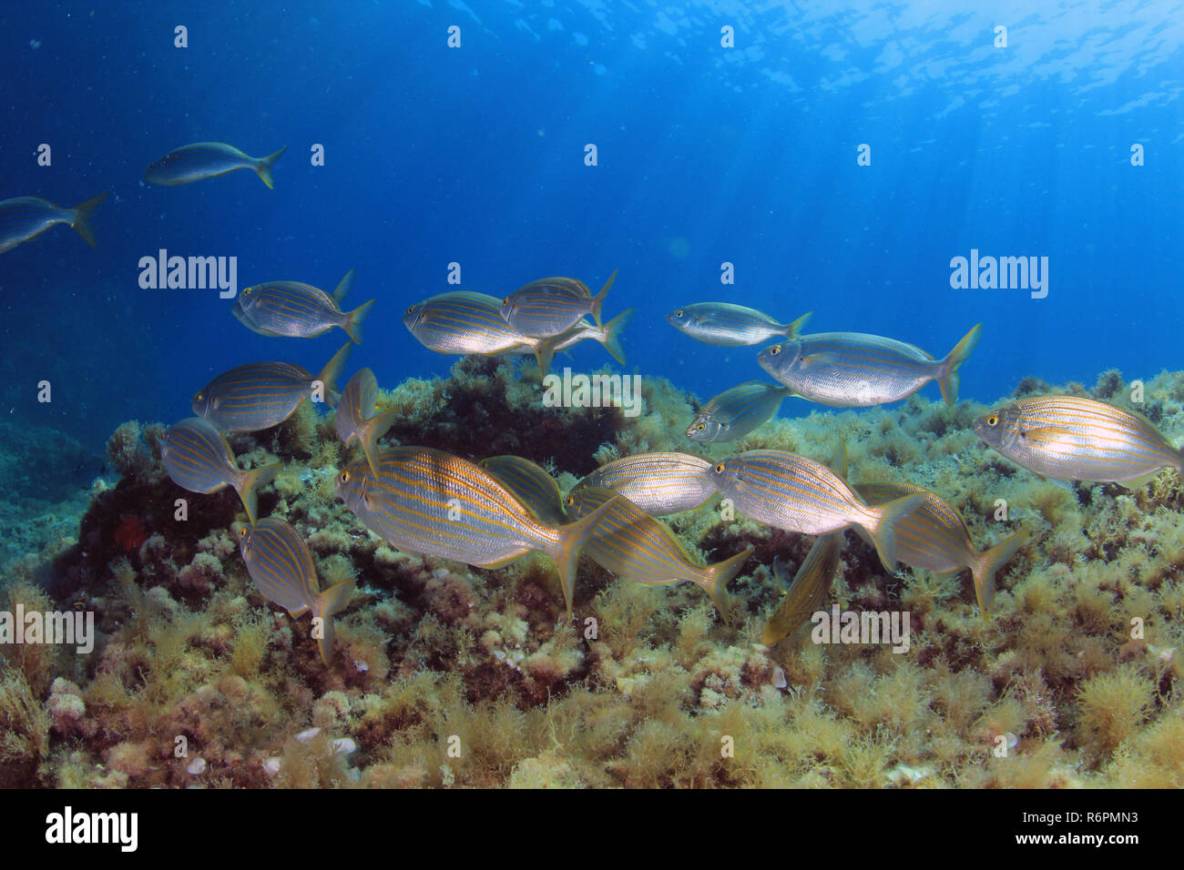 Wild fish Salema / Sarpa salpa in the ocean Stock Photo - Alamy
