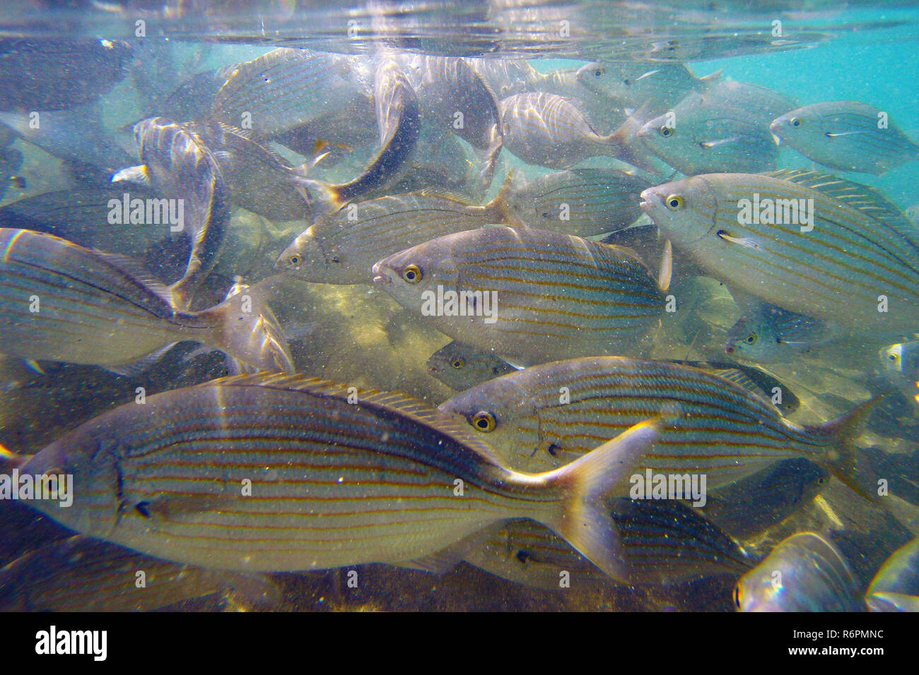Wild fish Salema / Sarpa salpa in the ocean Stock Photo - Alamy