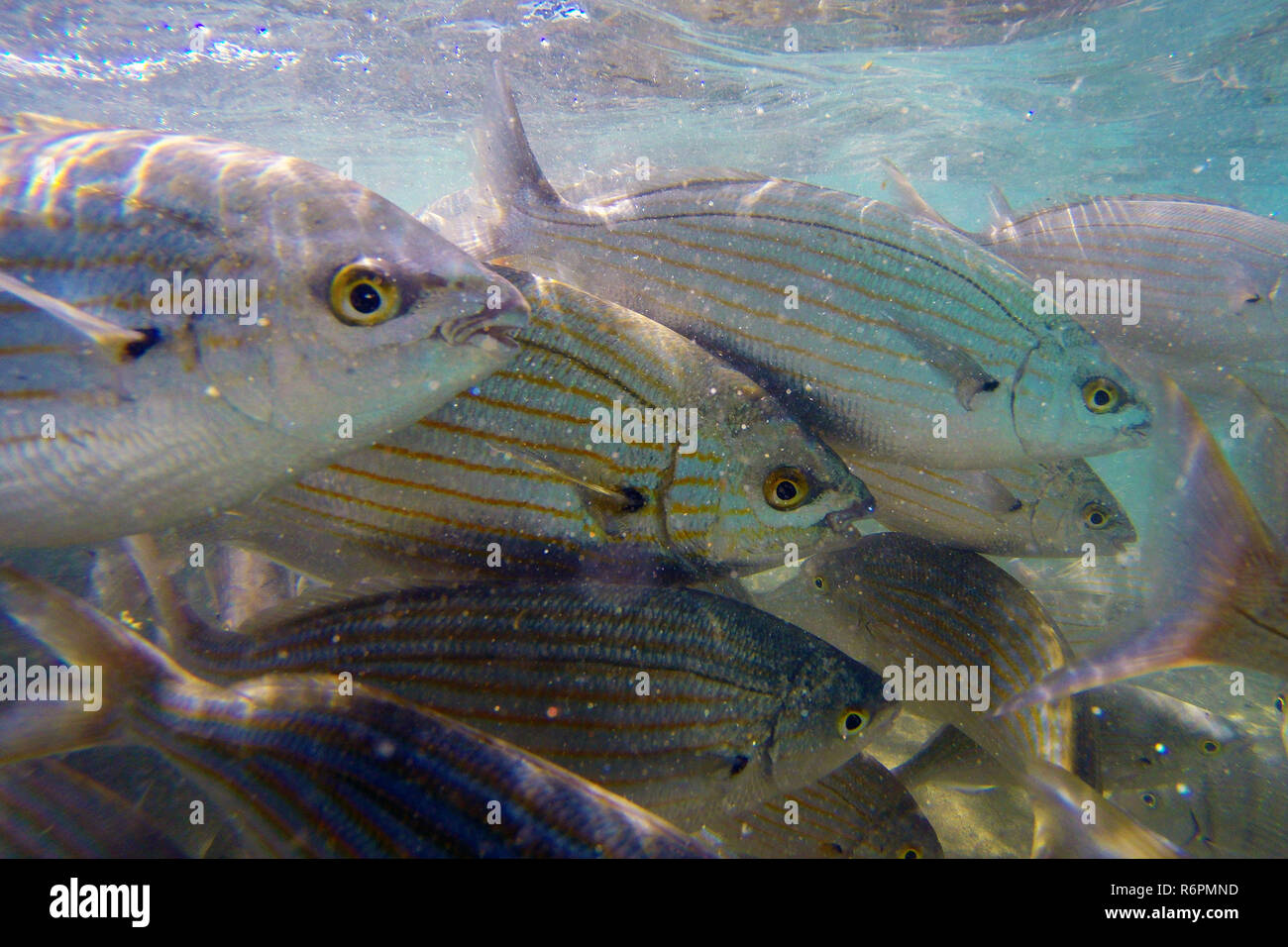 Lanzarote marine salt hi-res stock photography and images - Alamy