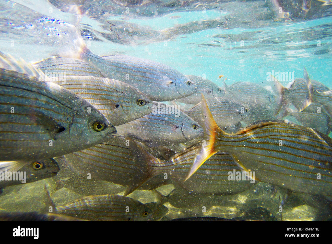 Wild fish Salema / Sarpa salpa in the ocean Stock Photo - Alamy