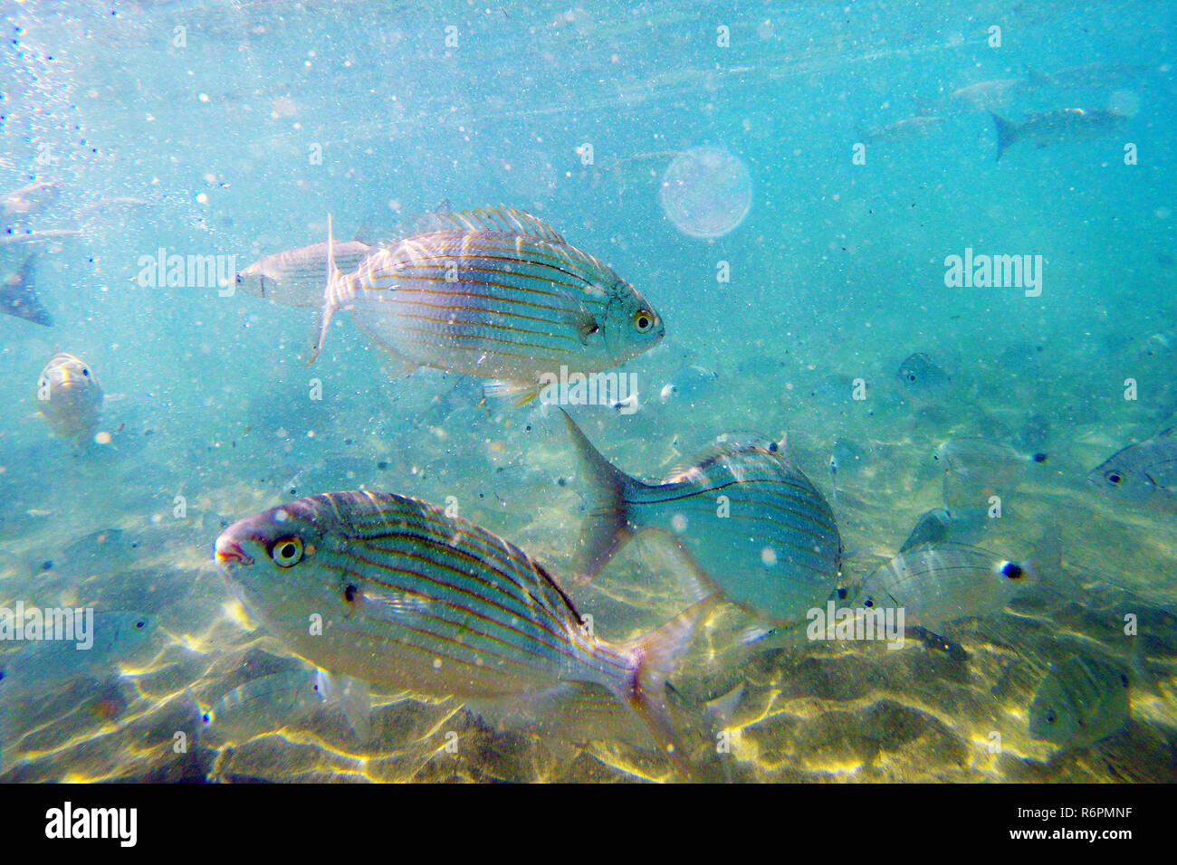 Wild fish Salema / Sarpa salpa in the ocean Stock Photo - Alamy