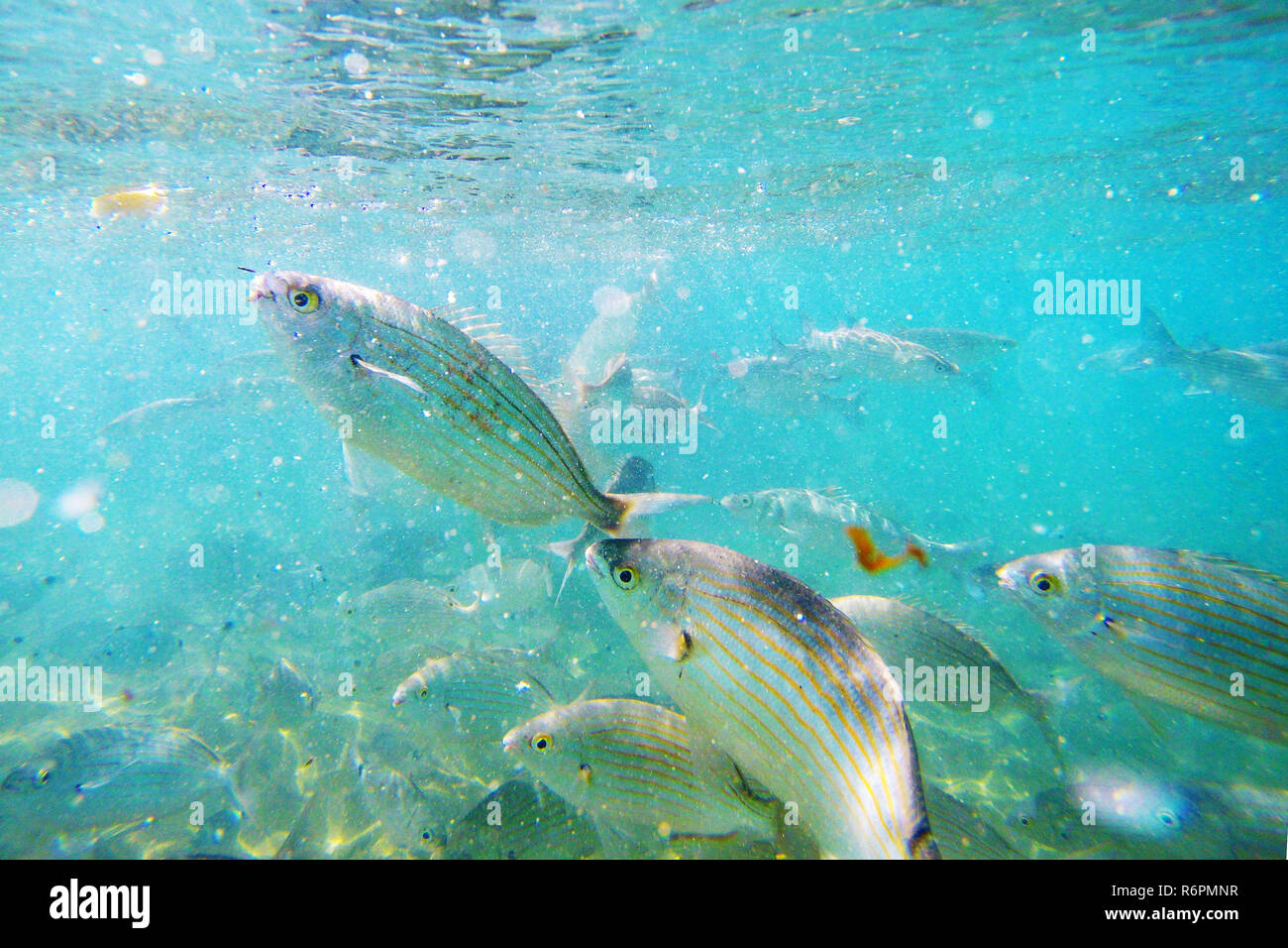 Wild fish Salema / Sarpa salpa in the ocean Stock Photo - Alamy