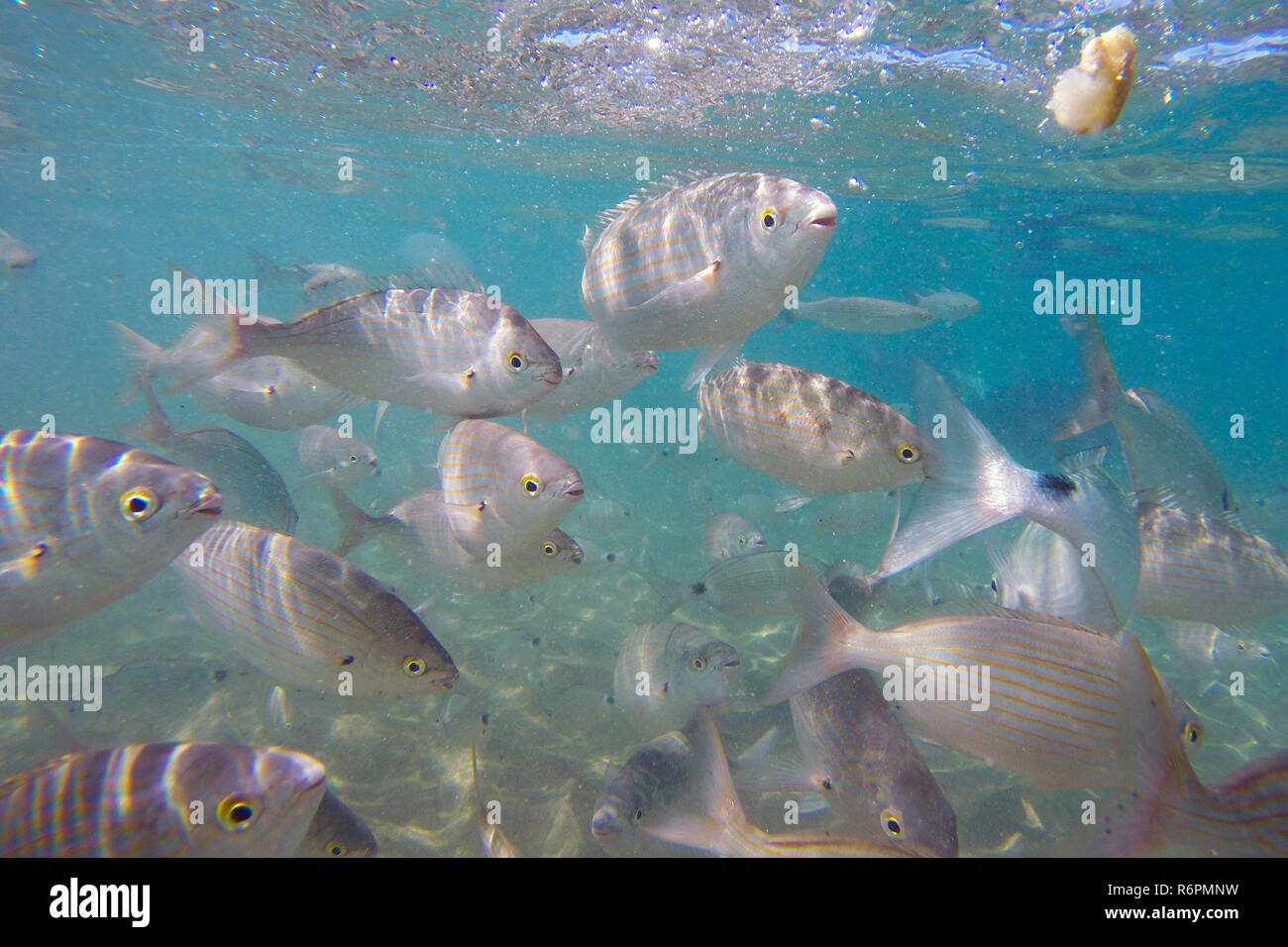 Wild fish Salema / Sarpa salpa in the ocean Stock Photo - Alamy