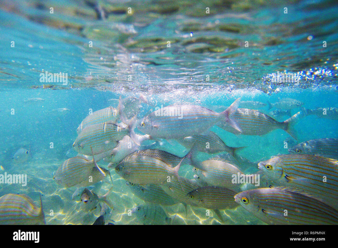 Wild fish Salema / Sarpa salpa in the ocean Stock Photo - Alamy