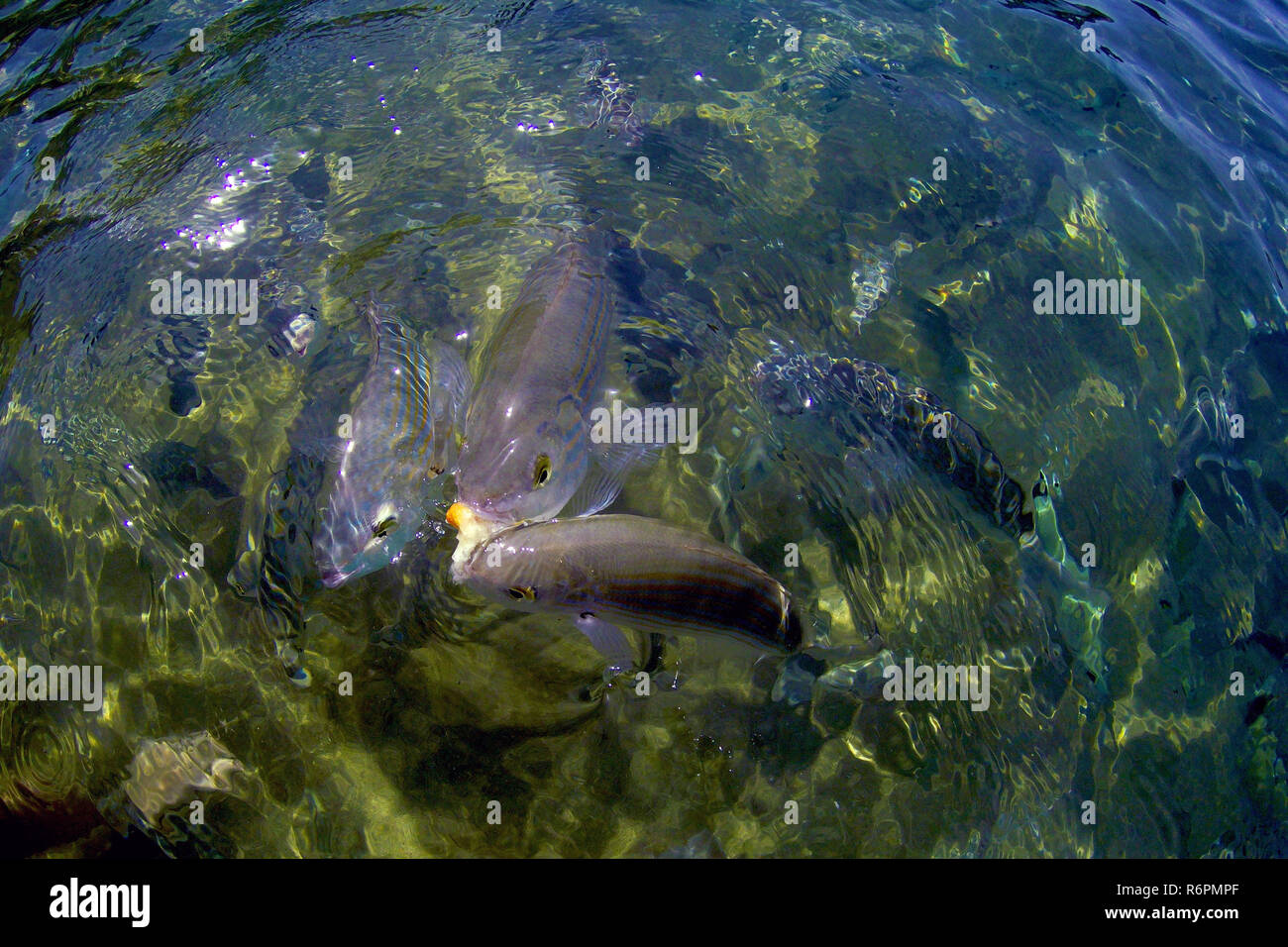 Lanzarote marine salt hi-res stock photography and images - Alamy