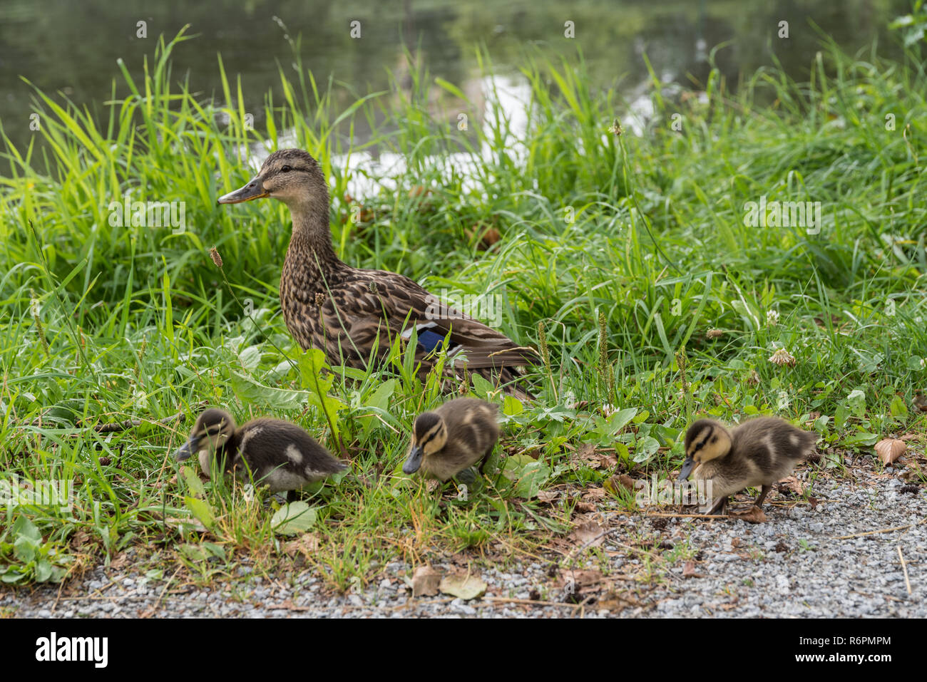 Mommy duck hi-res stock photography and images - Alamy