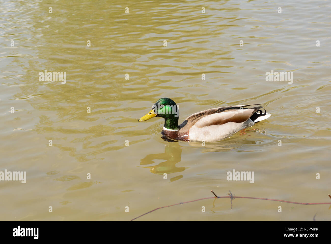 Schwimmende Ente High Resolution Stock Photography and Images - Alamy