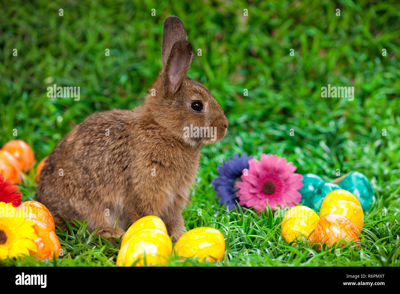 Easter eggs and little bunny Stock Photo - Alamy
