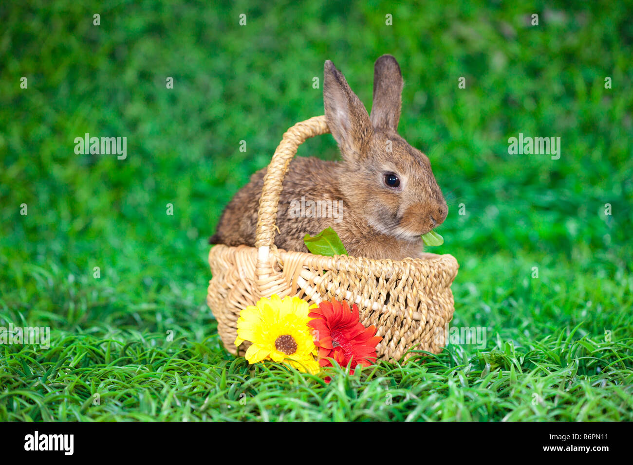 Easter eggs and little bunny Stock Photo - Alamy