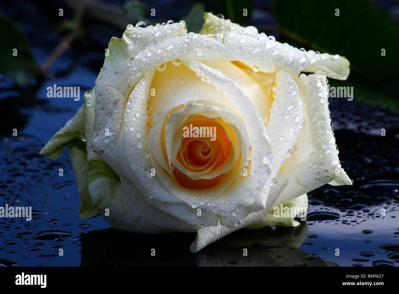 White and red roses, bouquet Stock Photo - Alamy
