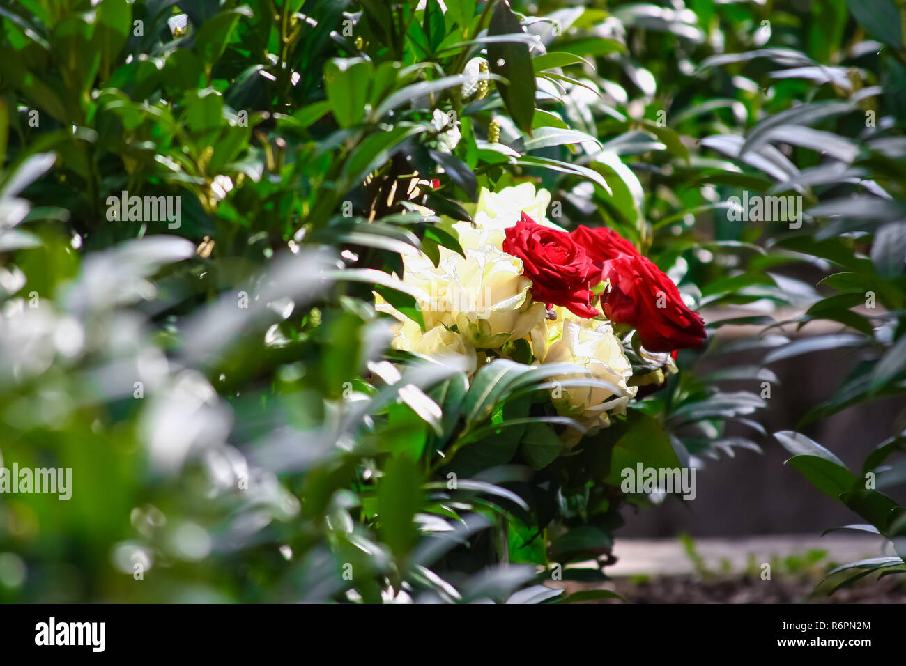 White and red roses, bouquet Stock Photo - Alamy