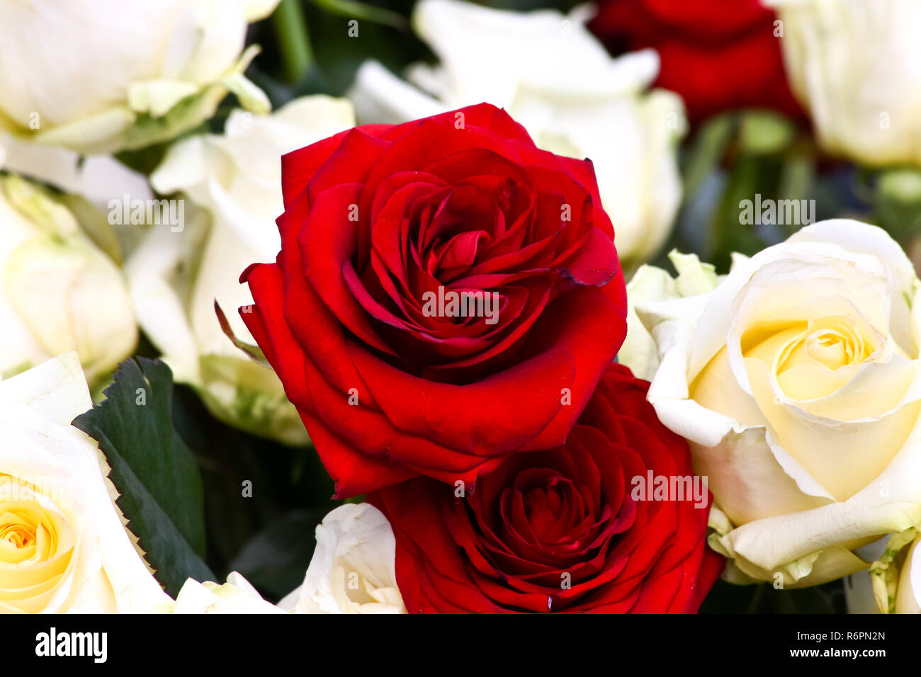 White and red roses, bouquet Stock Photo - Alamy