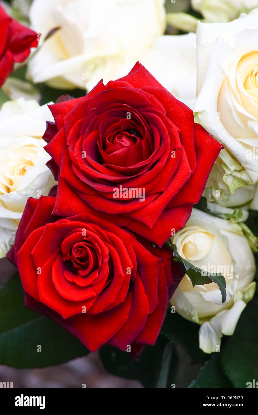 White and red roses, bouquet Stock Photo - Alamy