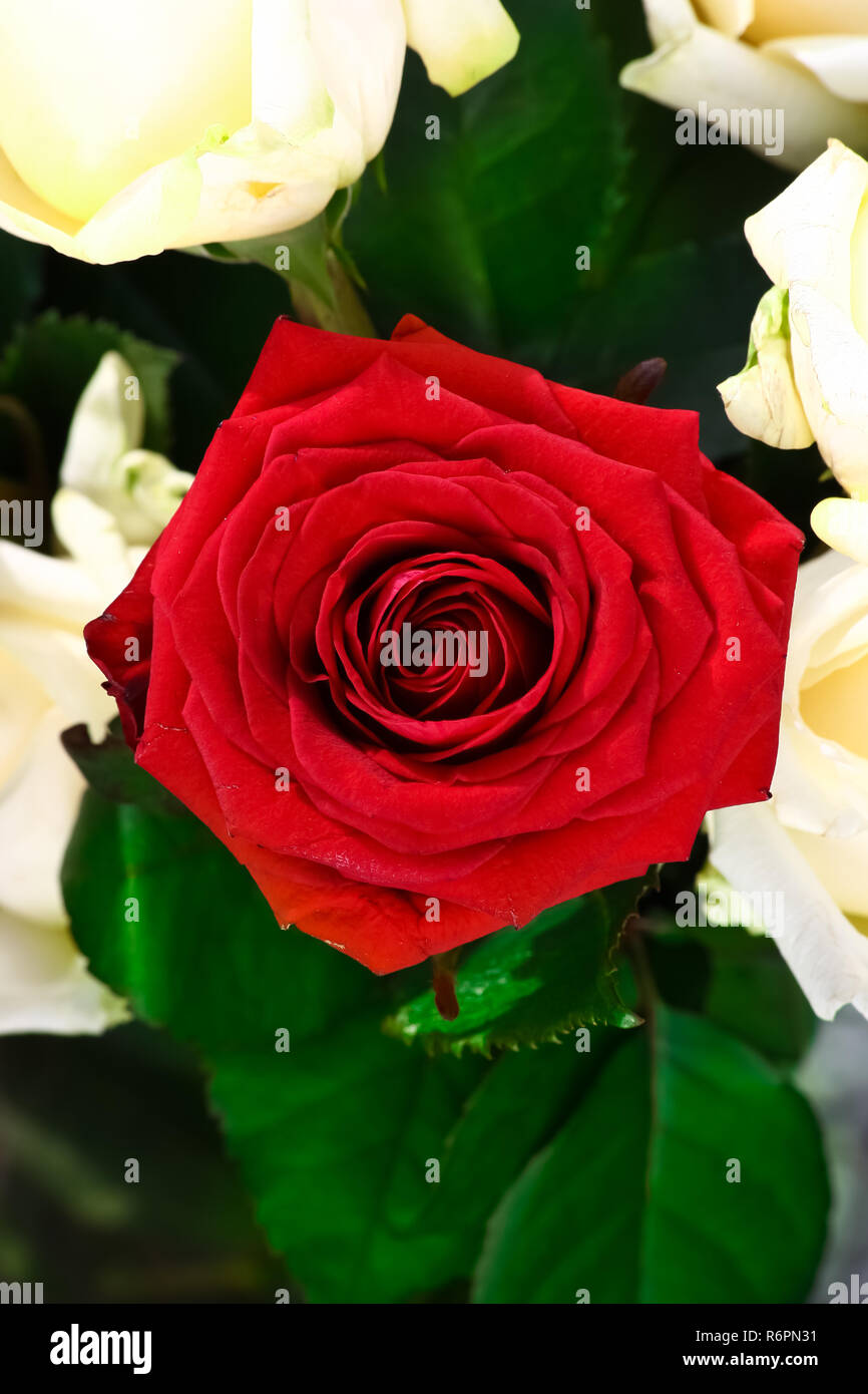 White and red roses, bouquet Stock Photo - Alamy