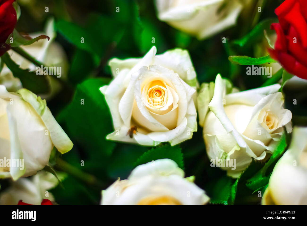 White and red roses, bouquet Stock Photo - Alamy