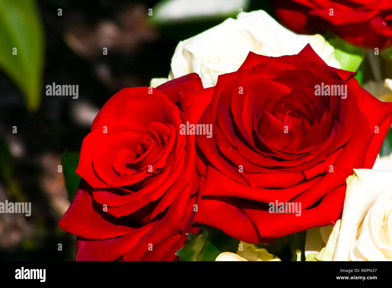 White and red roses, bouquet Stock Photo - Alamy