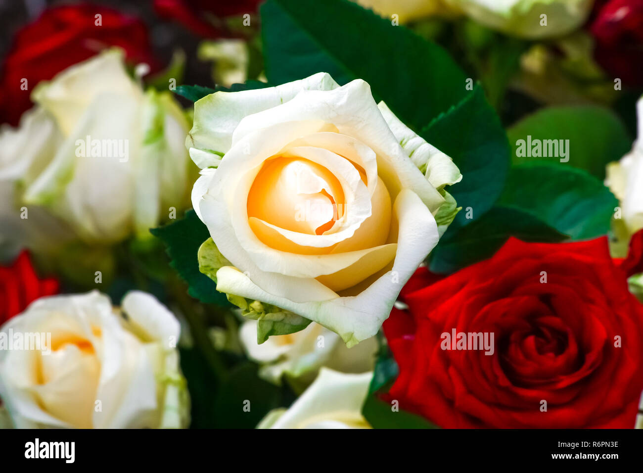 White and red roses, bouquet Stock Photo - Alamy