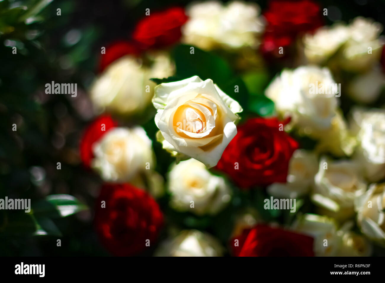 White and red roses, bouquet Stock Photo - Alamy