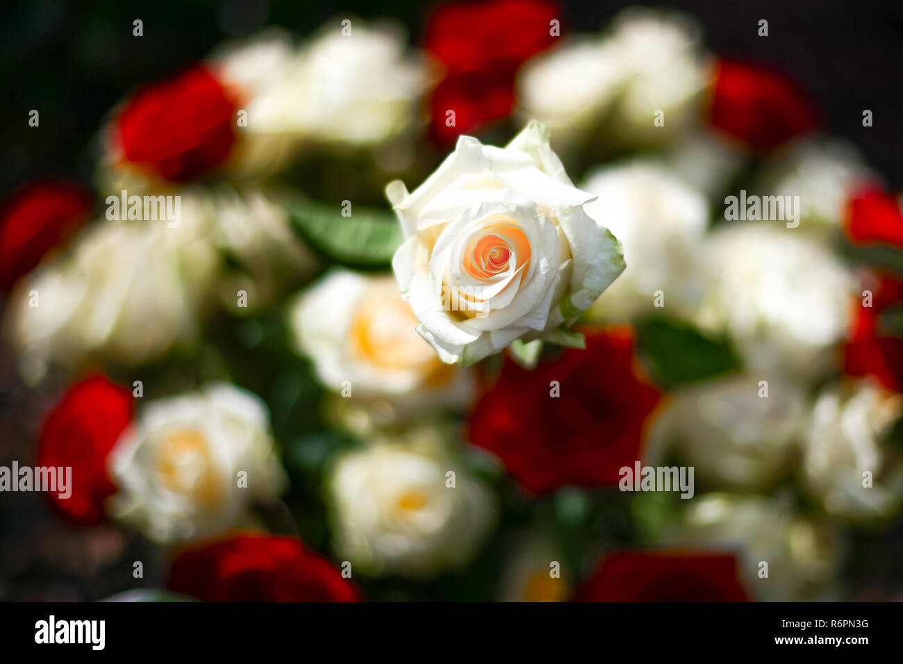 White and red roses, bouquet Stock Photo - Alamy