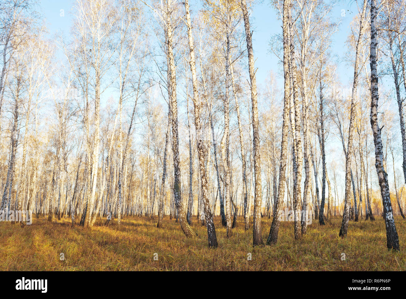 Autumn birch forest Stock Photo - Alamy