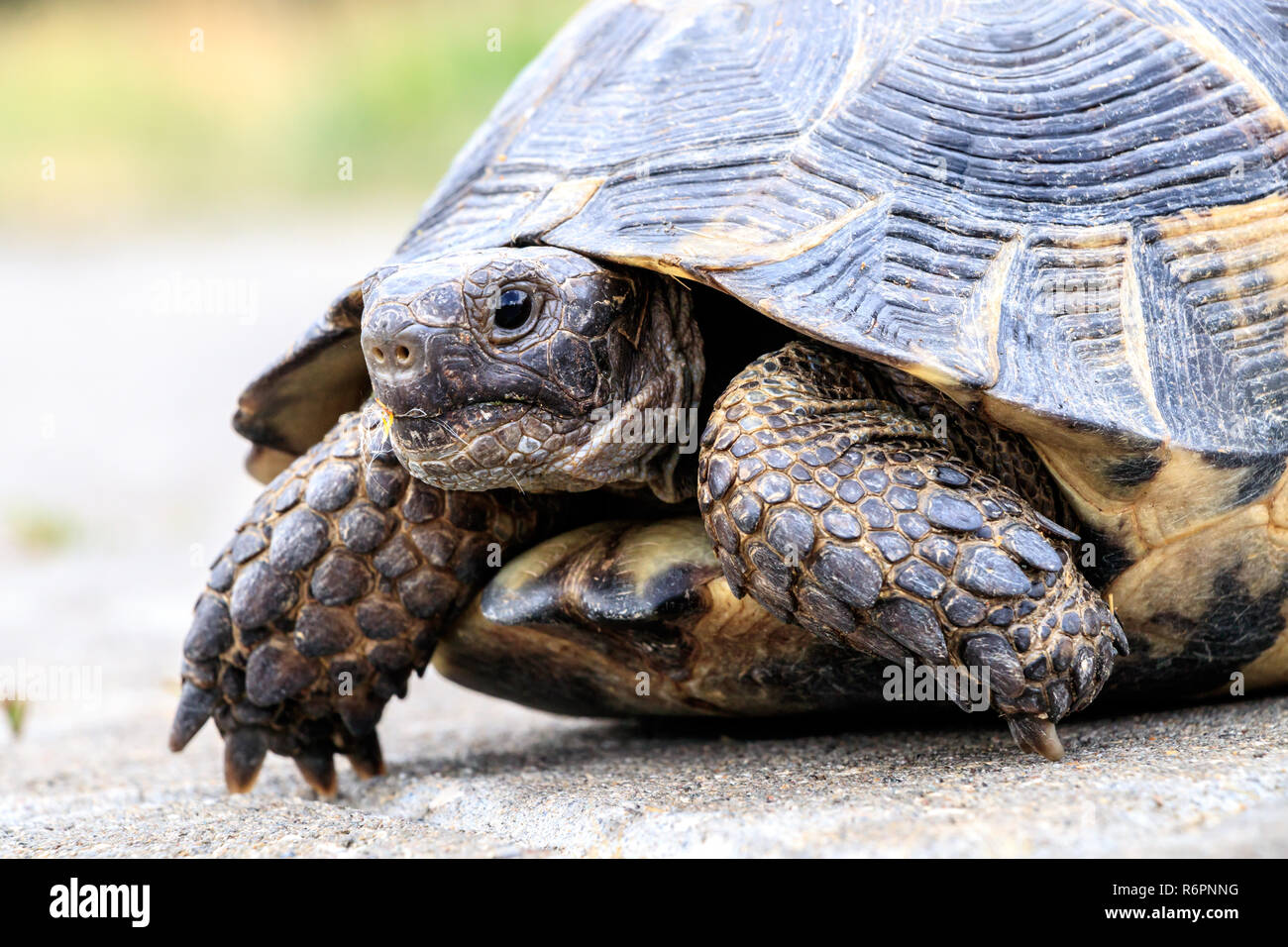 Testudo elegans hi-res stock photography and images - Alamy