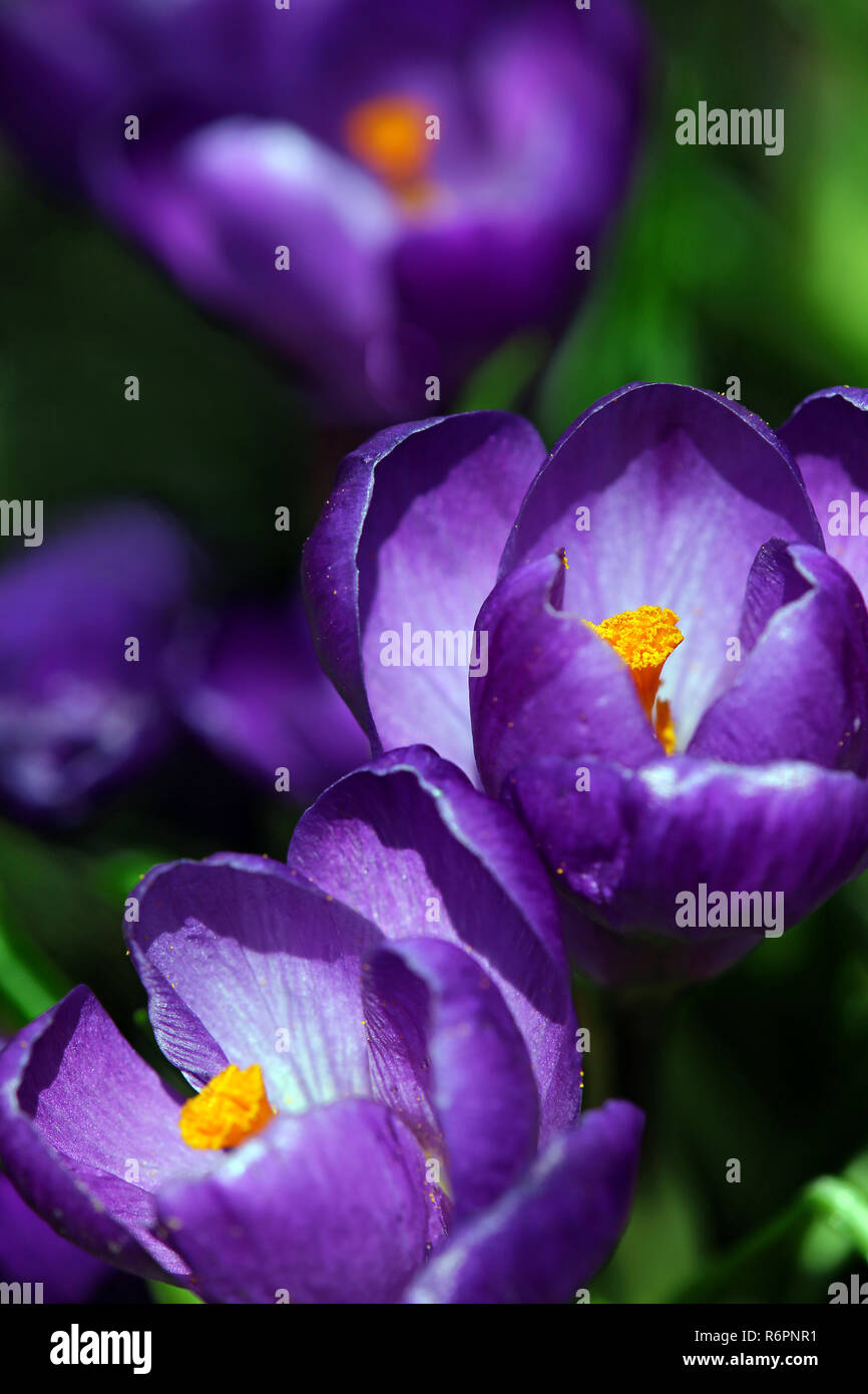 Blue crocus hi-res stock photography and images - Alamy