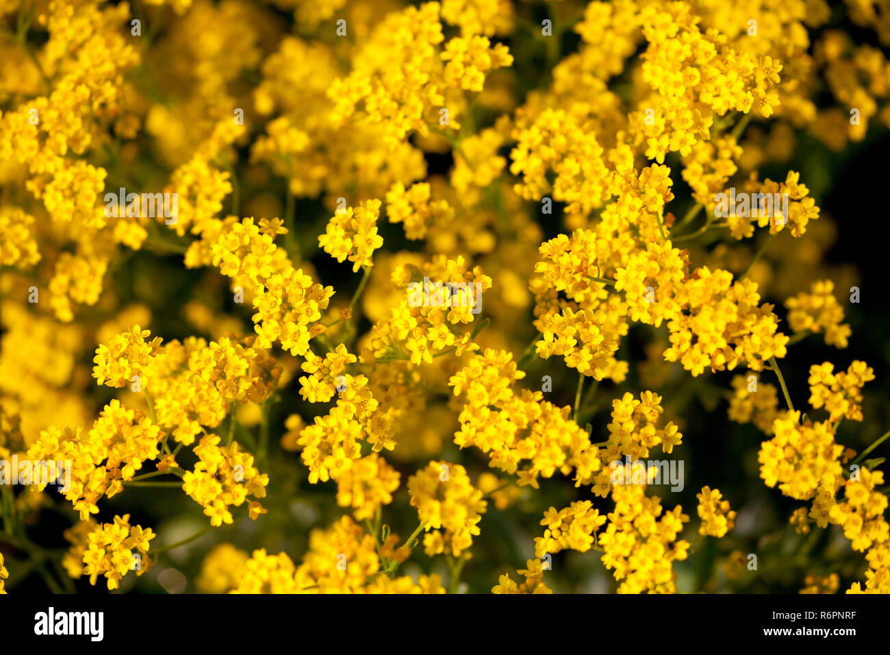 Yellow flower carpet Stock Photo - Alamy