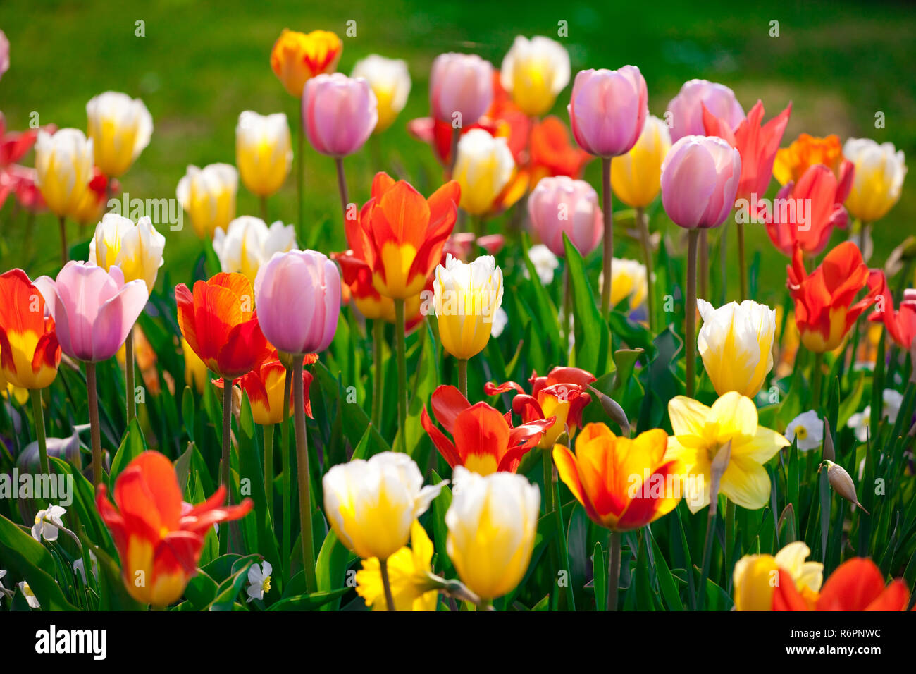 Sea of flowers Stock Photo - Alamy