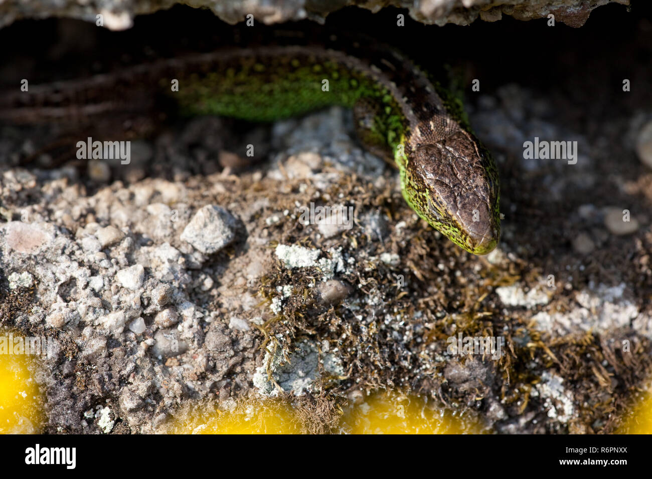 Little sand lizard Stock Photo - Alamy