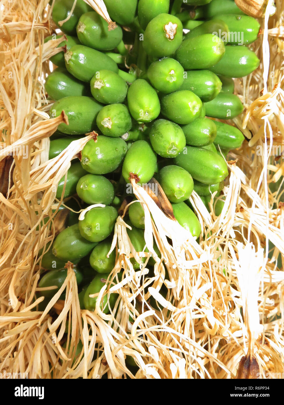 dragon tree agave (agave attenuata),gooseneck agave Stock Photo - Alamy