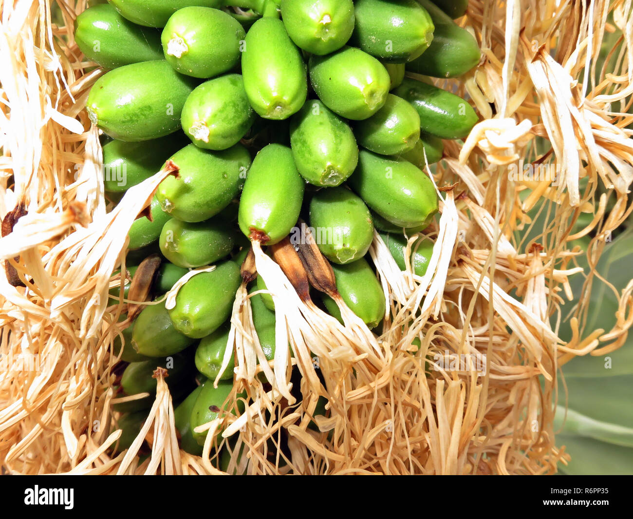 dragon tree agave (agave attenuata Stock Photo - Alamy