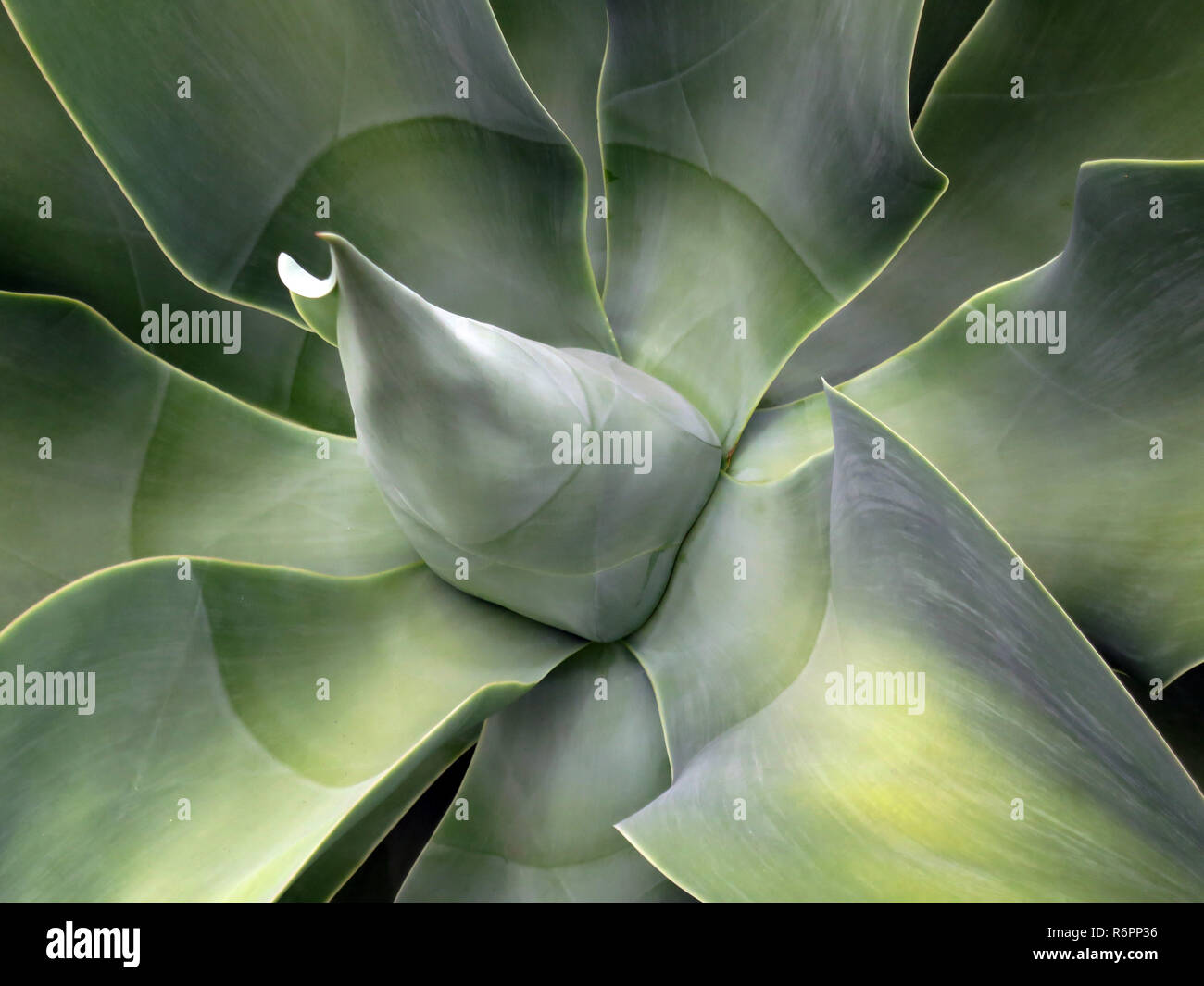 dragon tree agave (agave attenuata Stock Photo - Alamy