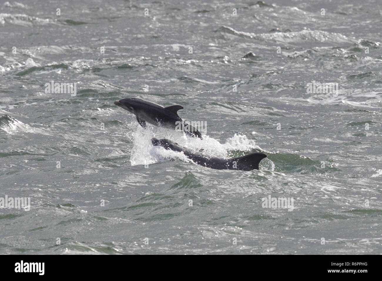 Dolphin water spout hi-res stock photography and images - Alamy