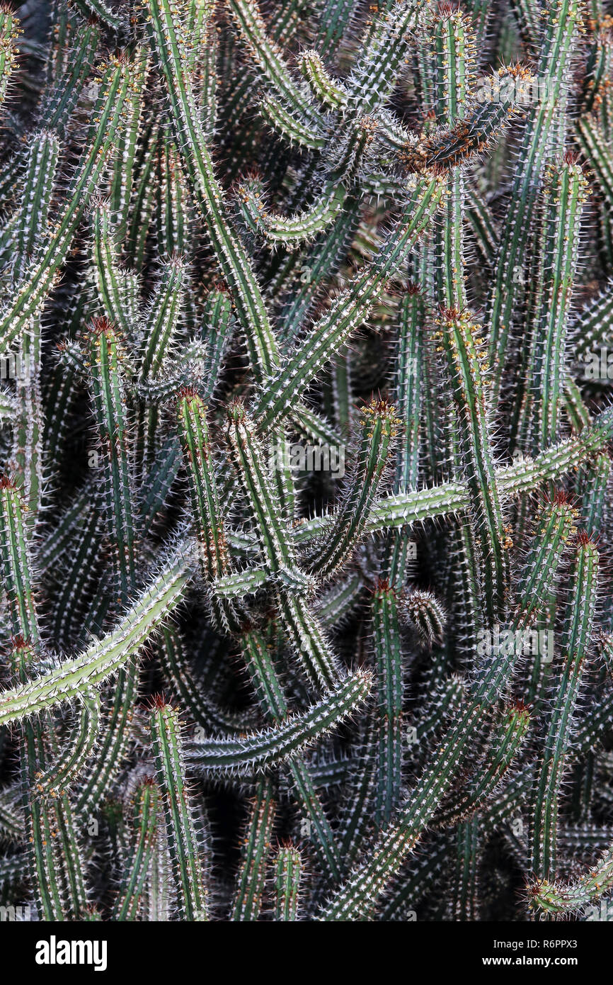 What Is A Xerophyte Worldatlascom