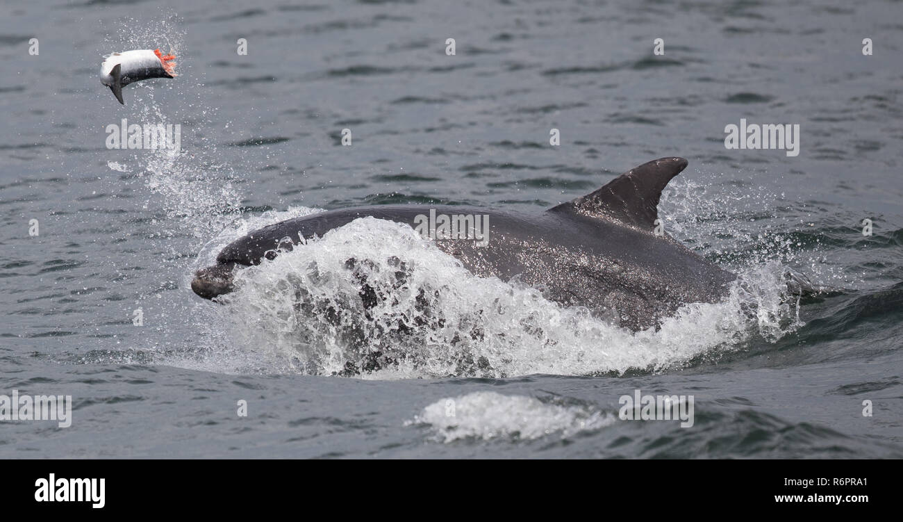 Bottlenose dolphin hunting Atlantic salmon in Scottish waters Stock ...