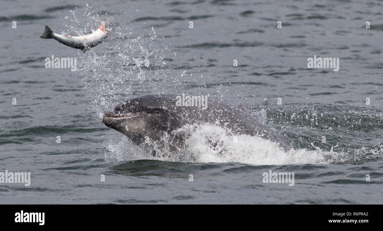 Bottlenose dolphin hunting Atlantic salmon in Scottish waters Stock ...