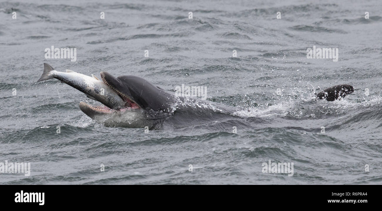 Bottlenose dolphin hunting Atlantic salmon in Scottish waters Stock ...