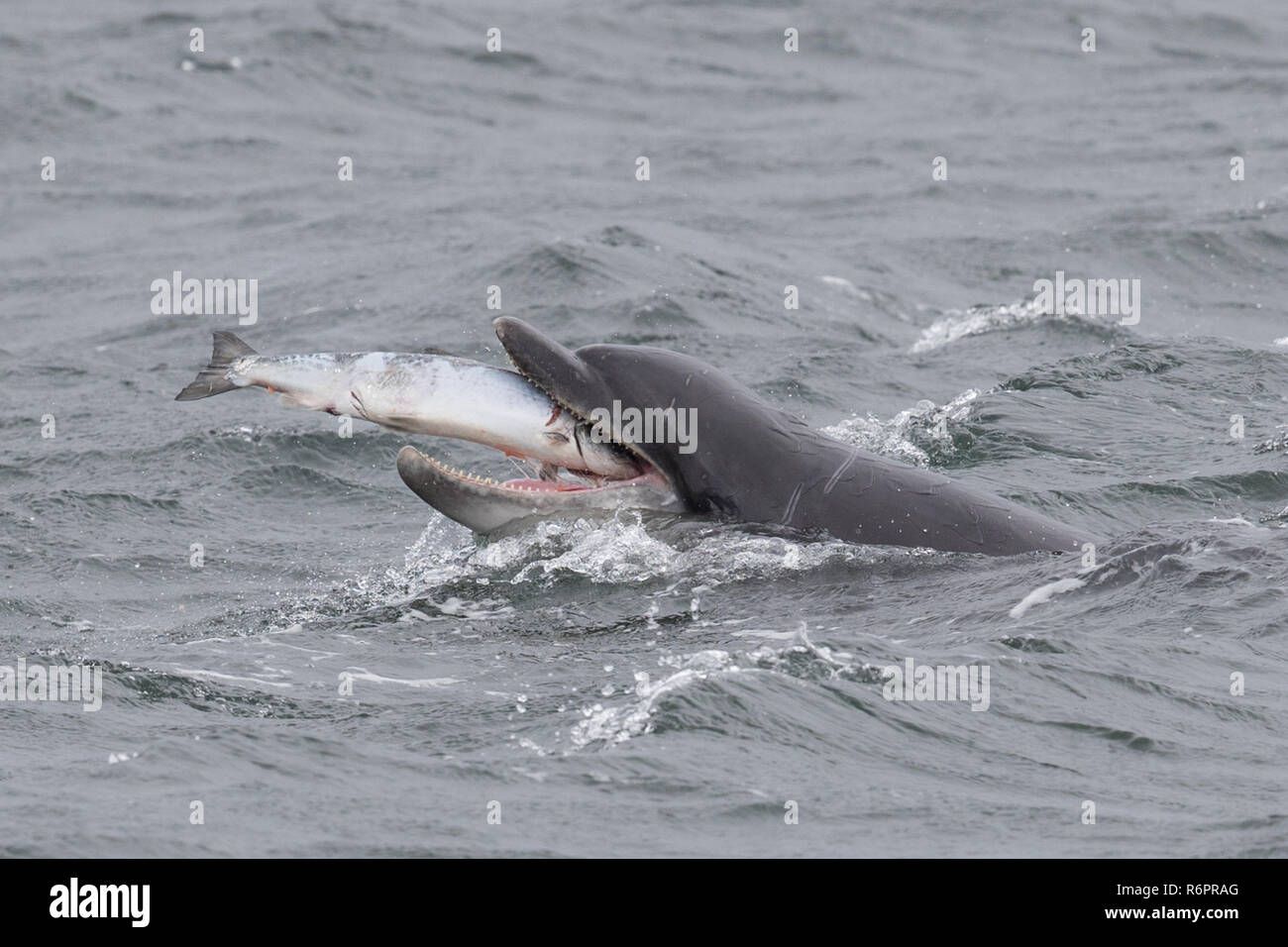 Bottlenose Dolphins Hunting