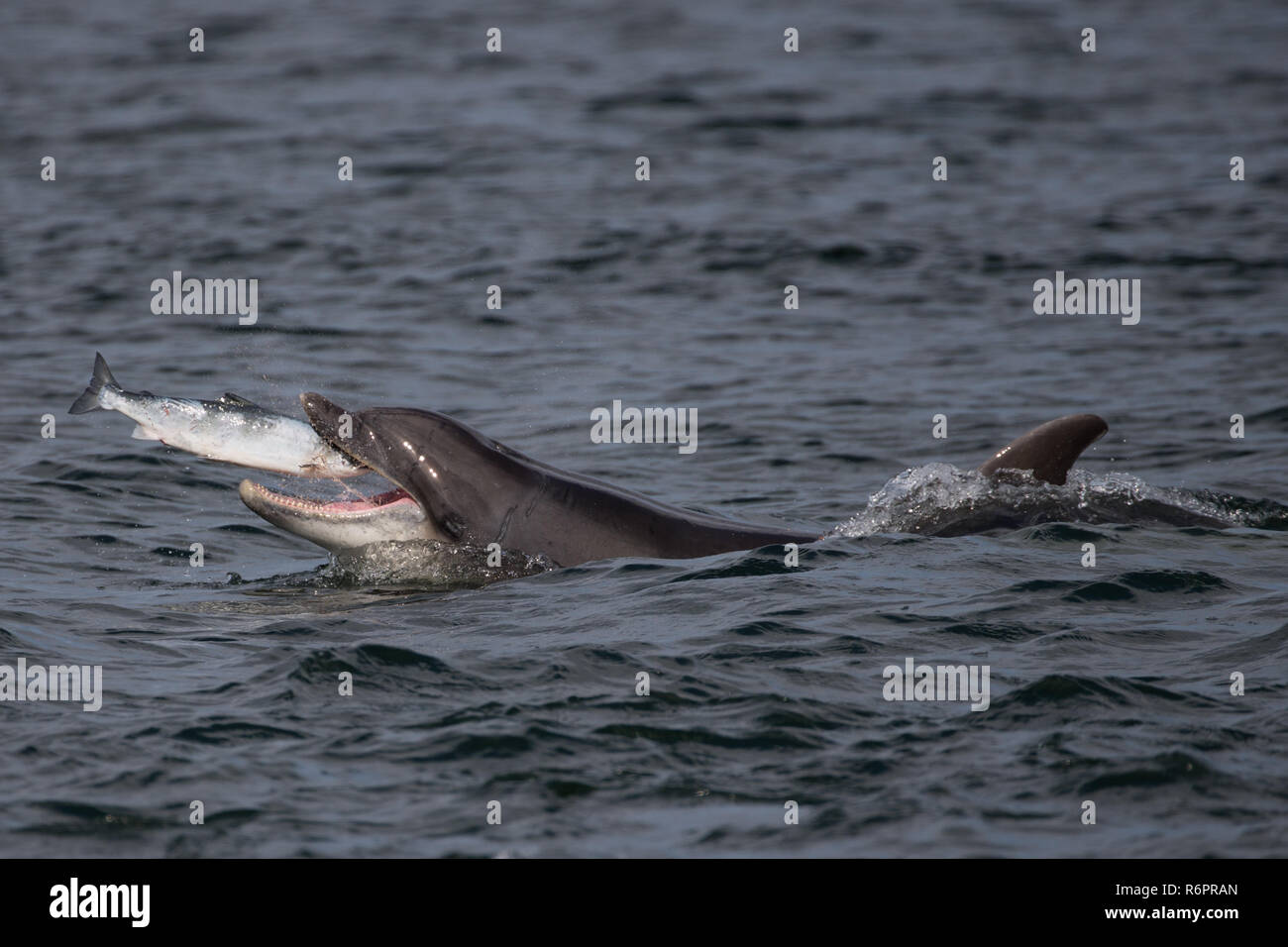 Bottlenose dolphin hunting Atlantic salmon in Scottish waters Stock ...