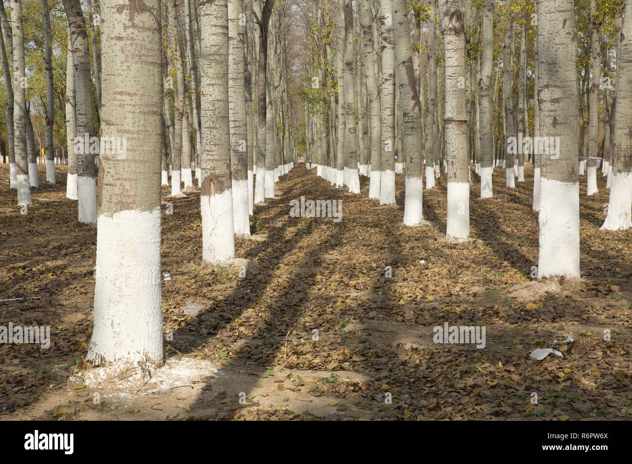 Planting trees china hi-res stock photography and images - Alamy