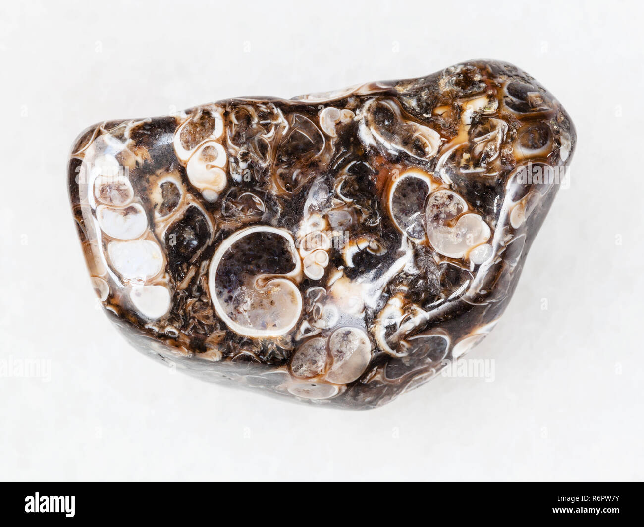 Turritella agate hi-res stock photography and images - Alamy
