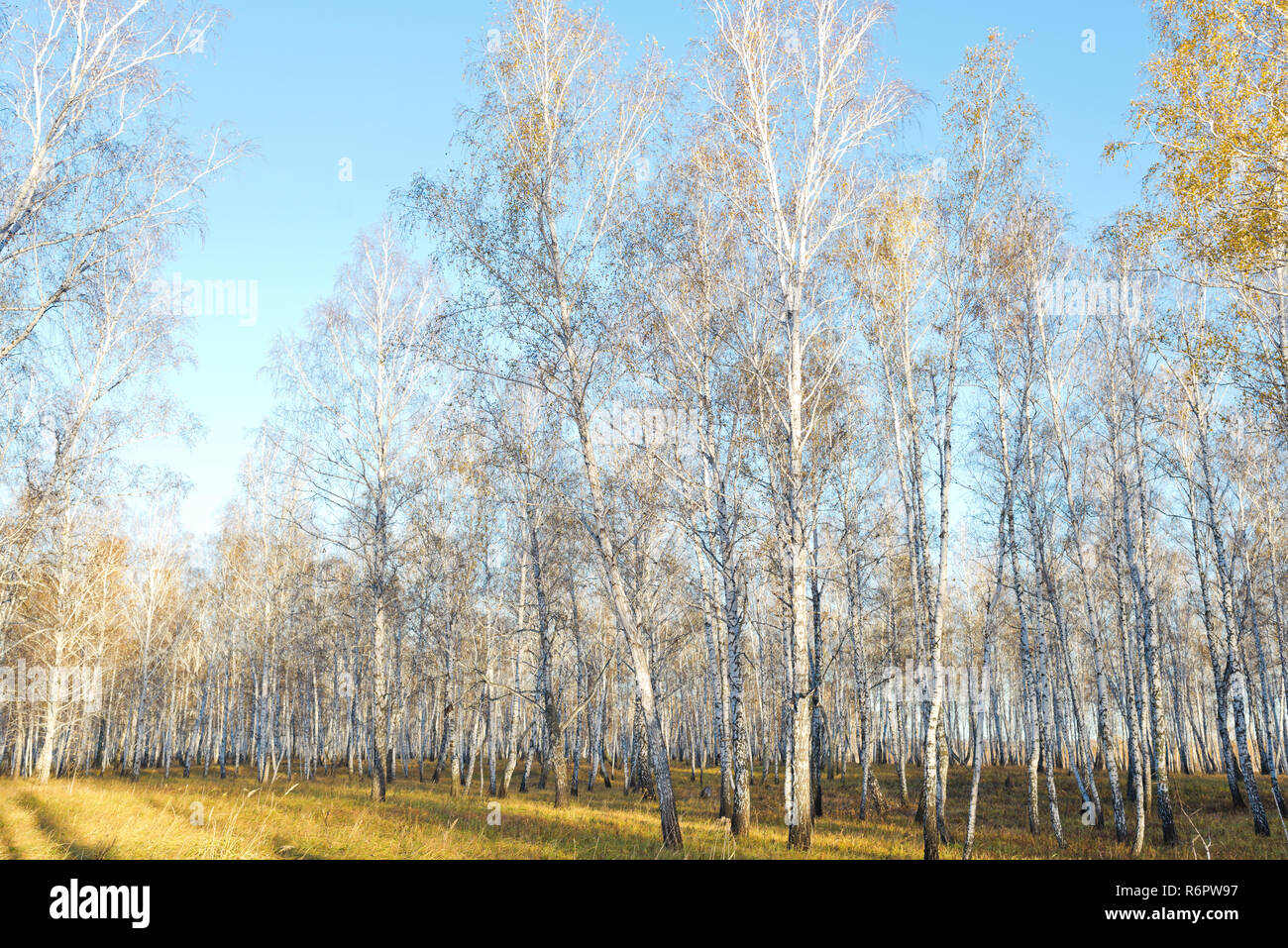 Autumn birch forest Stock Photo - Alamy