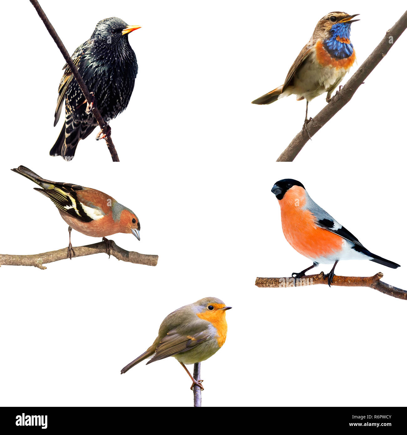 set of many birds of European part on branches sitting on white ...
