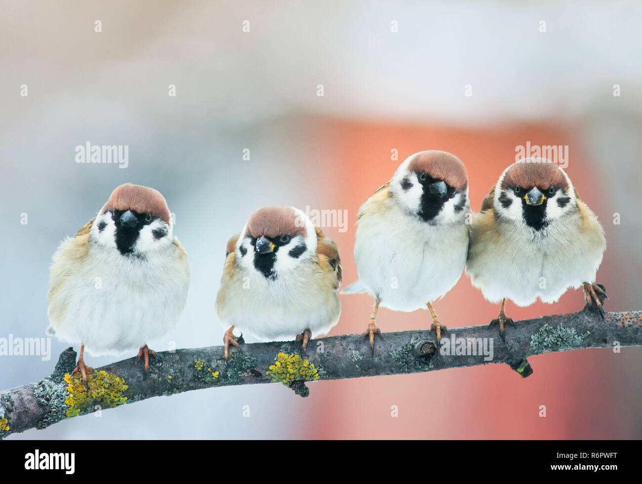 two pairs of small plump funny baby bird Sparrow sitting on a branch in ...