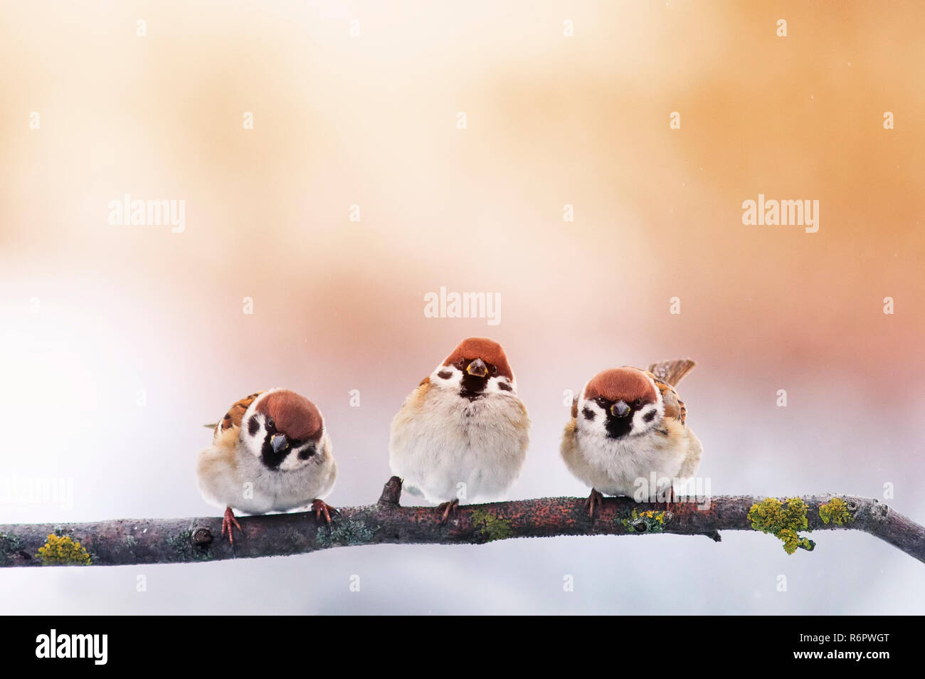 Three sparrows hi-res stock photography and images - Alamy