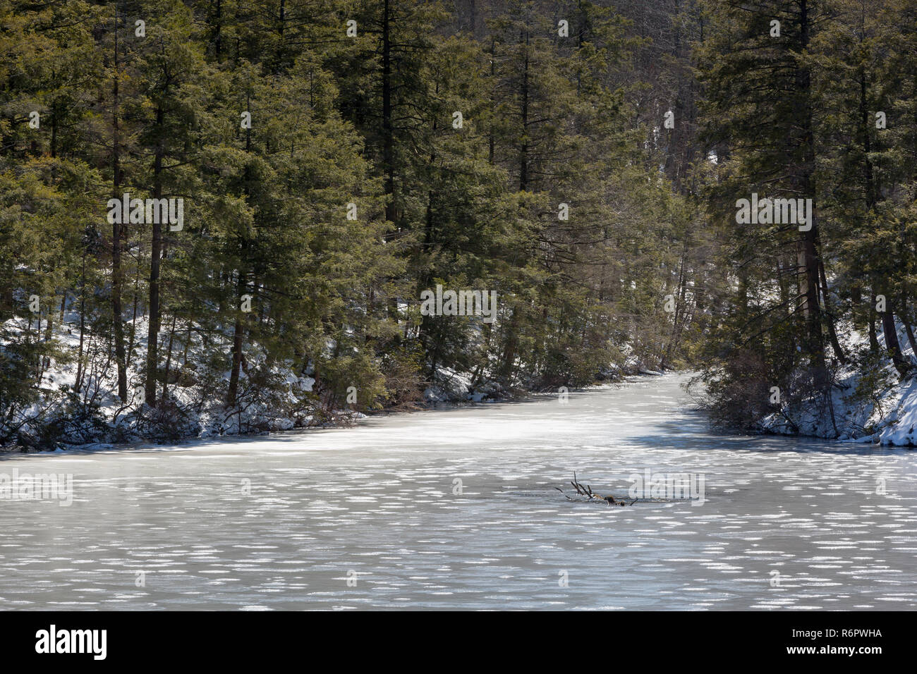 An evergreen forest surrounding a section of Pelton Pond, frozen over ...