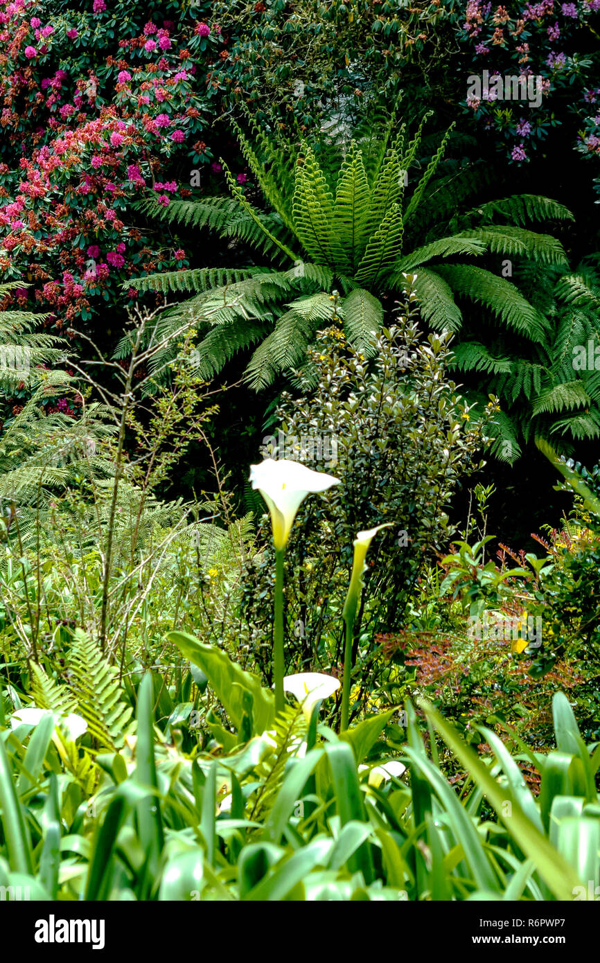 Cornish view - Trebah, Cornwall, United Kingdom Stock Photo - Alamy