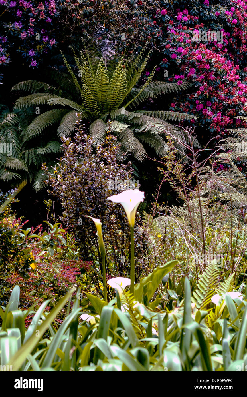 Cornish view - Trebah, Cornwall, United Kingdom Stock Photo - Alamy