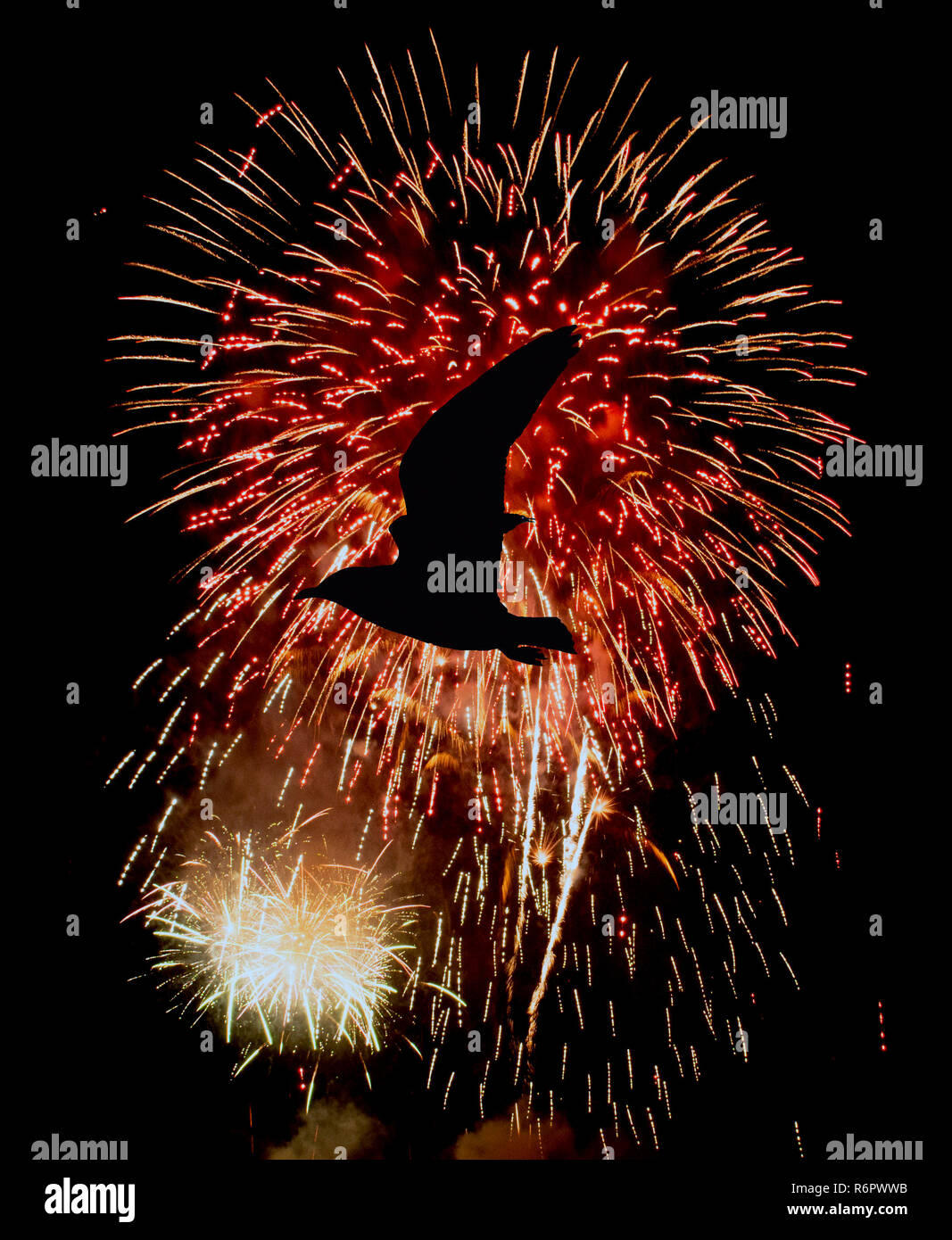 Fireworks show with silhouette of a flying bird Stock Photo - Alamy