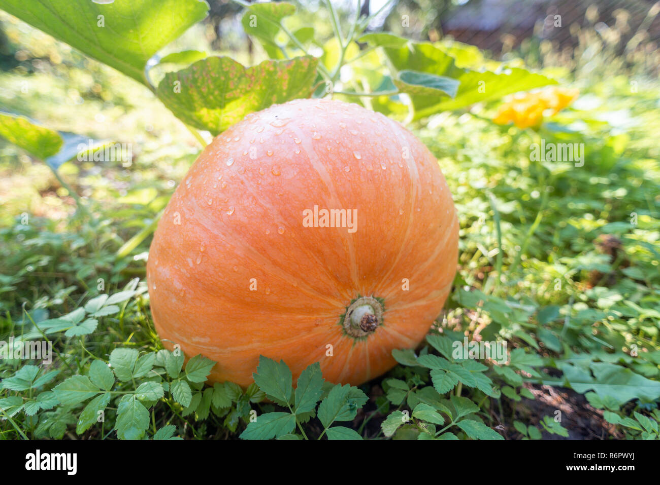 big bright pumpkin growing on garden ground by summer morning Stock ...